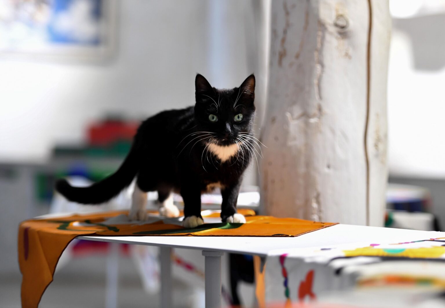 A "Cat Secretary" Brings Xiangcheng’s Culture to Life - CHINA MINUTES