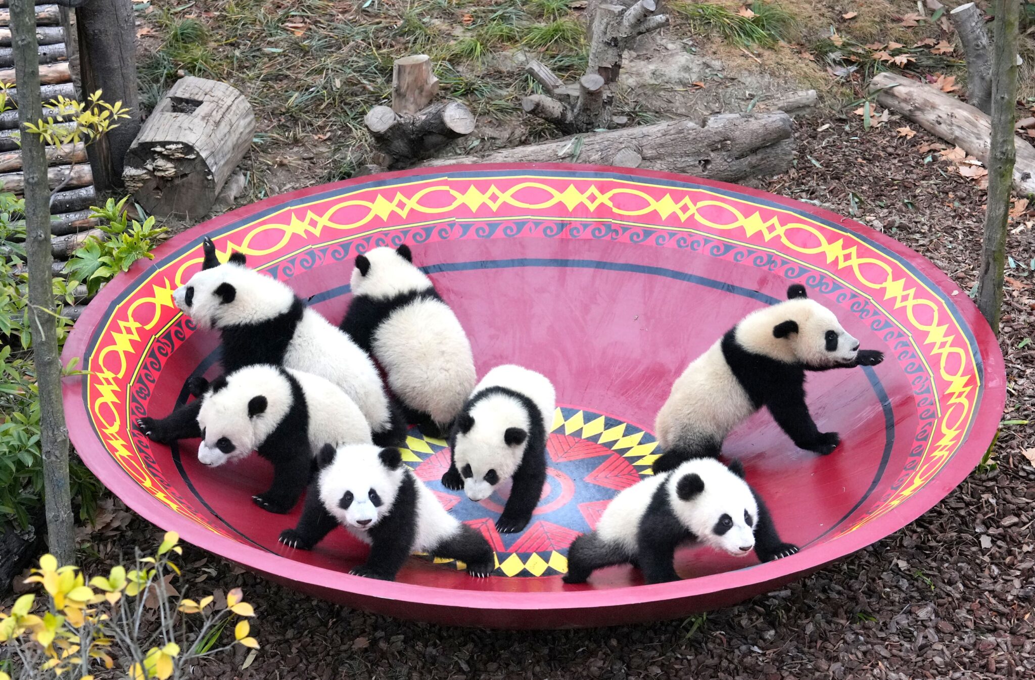 Meet 30 Adorable Newborn Pandas Ringing in the Lunar New Year - CHINA ...