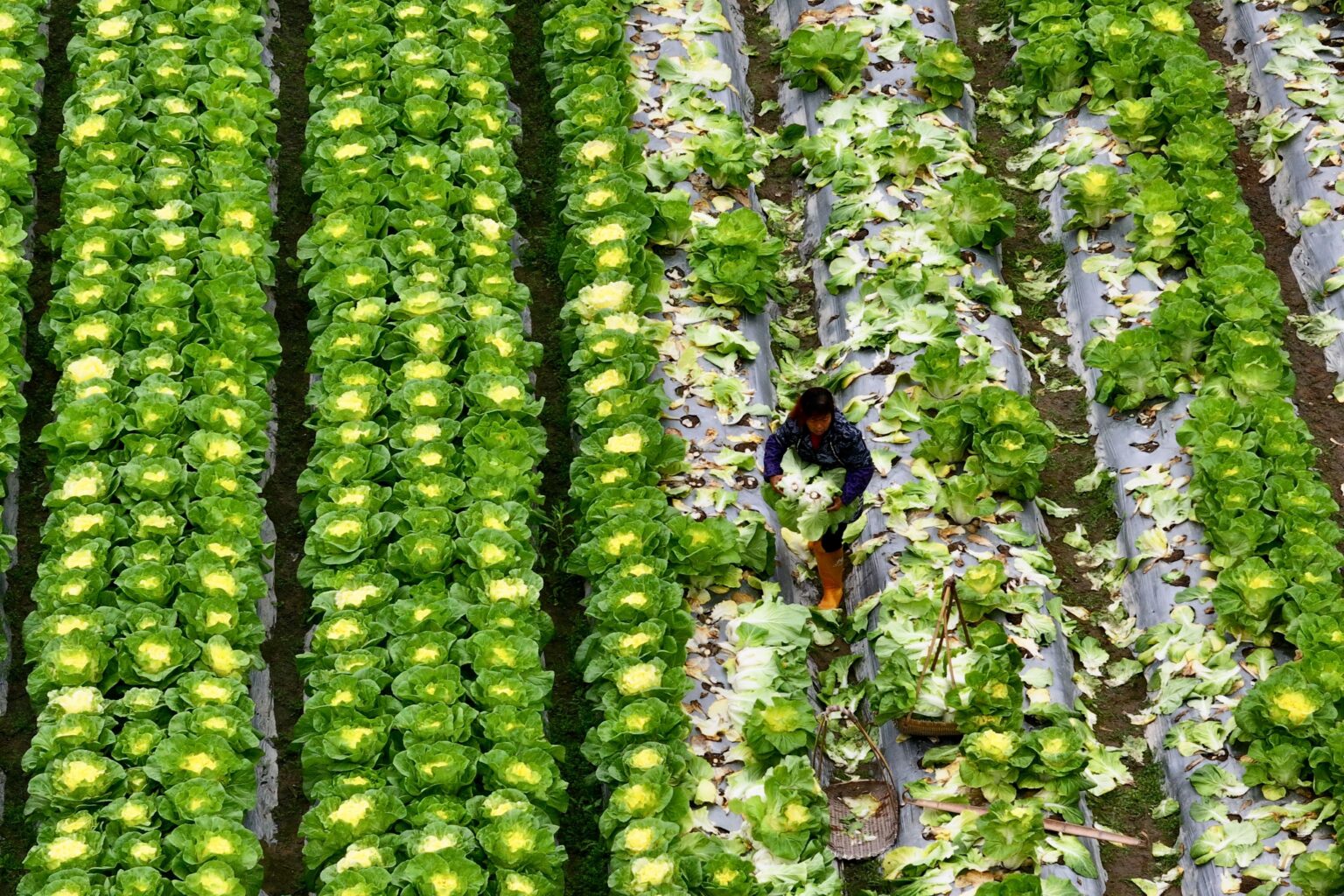 From Drones to Data: China Advances Smart Farming - CHINA MINUTES